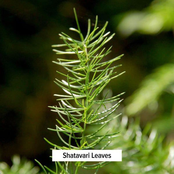 Shatavari - The Vedic Store